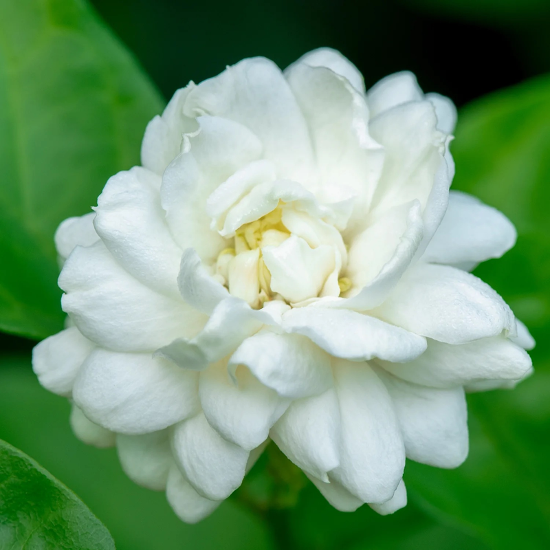 Hawaiian Fragrance